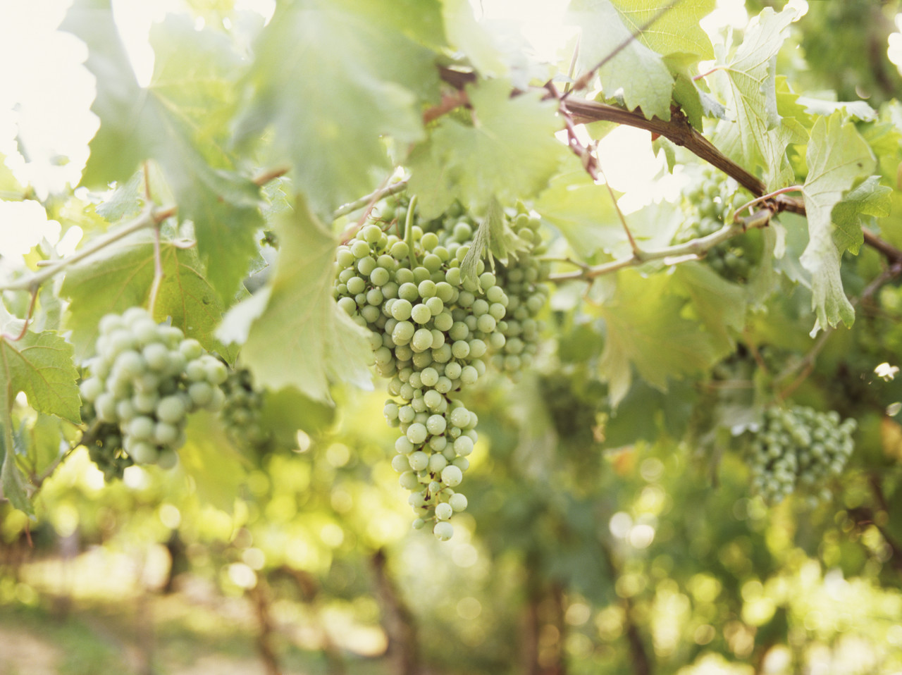 Connected to Grace – Becoming Biblical